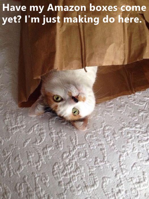 Have my Amazon boxes come yet? - Lolcats - lol | cat memes | funny cats ...