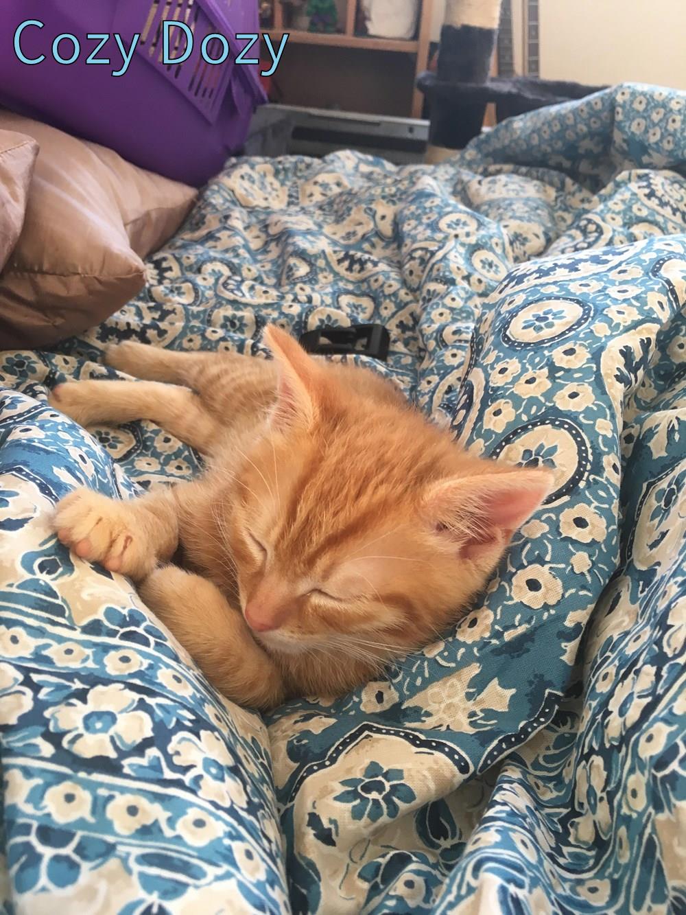 Cozy Dozy - Cats N' Kittens - Cat Pictures - Cute Kittens