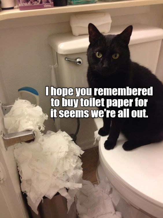 I hope you remembered - Lolcats - lol | cat memes | funny cats | funny ...