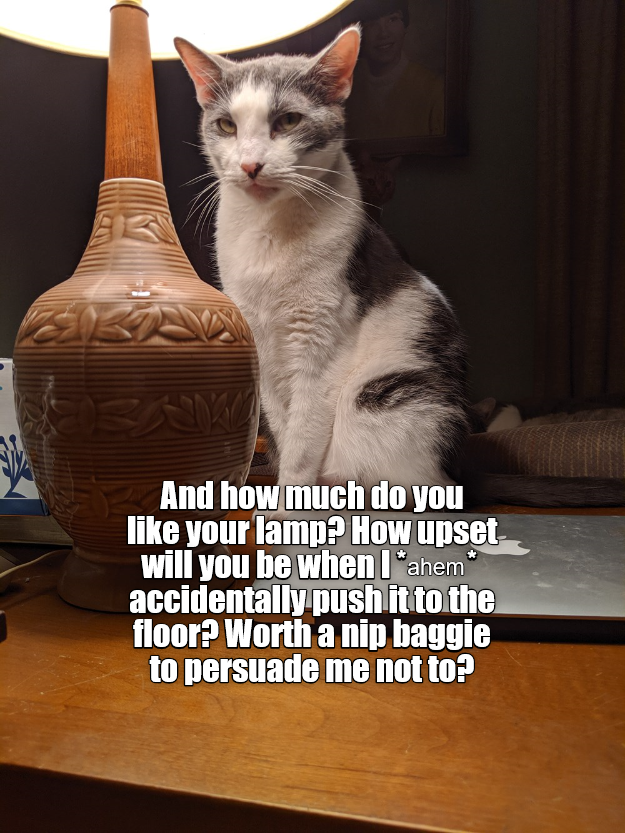 I might be convinced - Lolcats - lol | cat memes | funny cats | funny ...