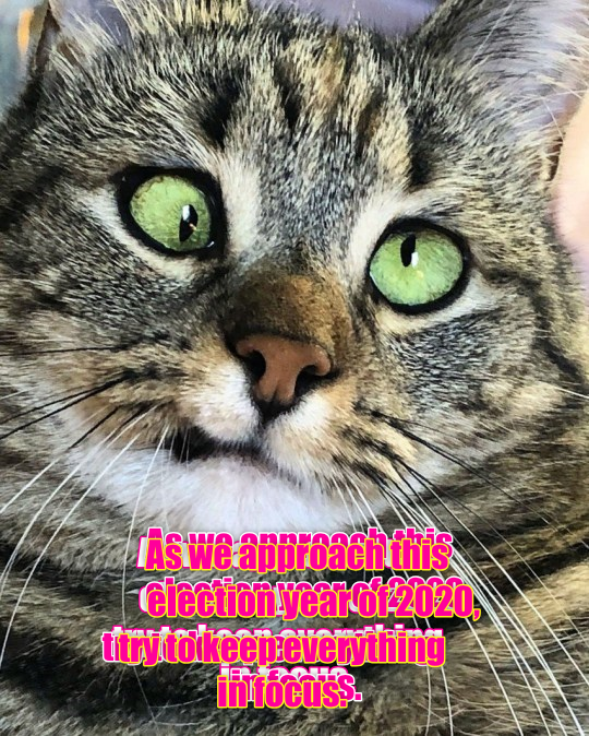 Try Real Hard. - Lolcats - lol | cat memes | funny cats | funny cat ...