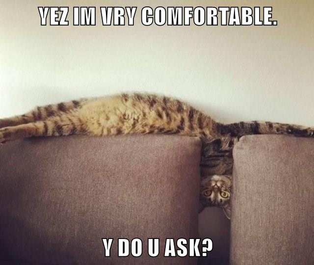 Y U ASK? - Lolcats - lol | cat memes | funny cats | funny cat pictures ...