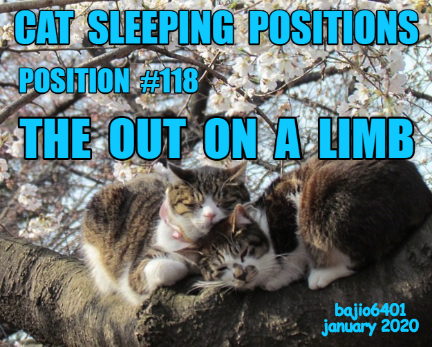 THE GUIDE TO CAT SLEEPING POSITIONS - Lolcats - lol | cat memes | funny ...