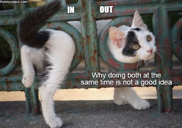 In & Out - Lolcats - lol | cat memes | funny cats | funny cat pictures ...