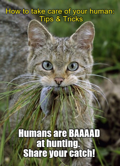 How to take care of your human: Tips & Tricks - Lolcats - lol | cat ...