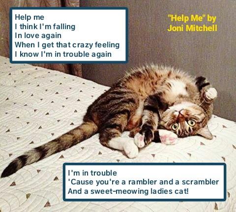 "Help Me" by Joni Mitchell - Lolcats - lol | cat memes | funny cats ...