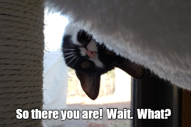 There you are! - Lolcats - lol | cat memes | funny cats | funny cat ...