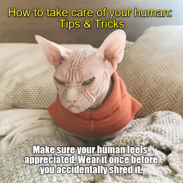 How to take care of your human: Tips & Tricks - Lolcats - lol | cat ...
