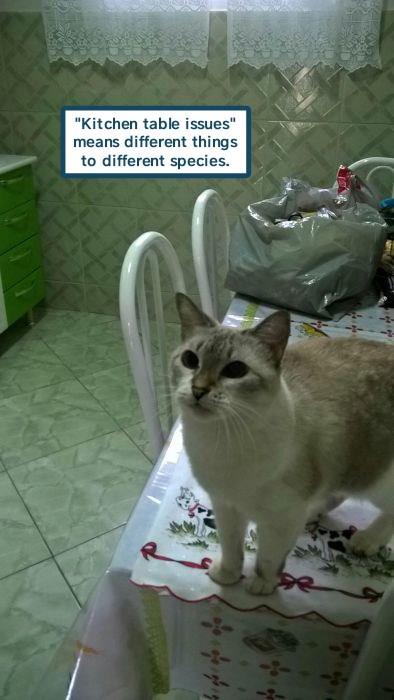 "Kitchen table issues" - Lolcats - lol | cat memes | funny cats | funny ...