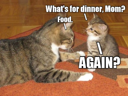 A picky eater, this one... - Lolcats - lol | cat memes | funny cats ...