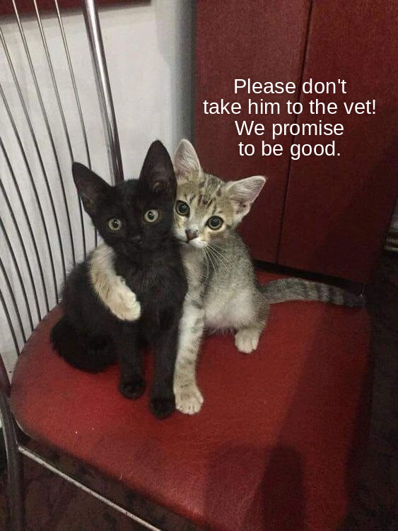 Of course you will - Lolcats - lol | cat memes | funny cats | funny cat ...