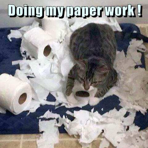Doing my paper work ! - Lolcats - lol | cat memes | funny cats | funny ...