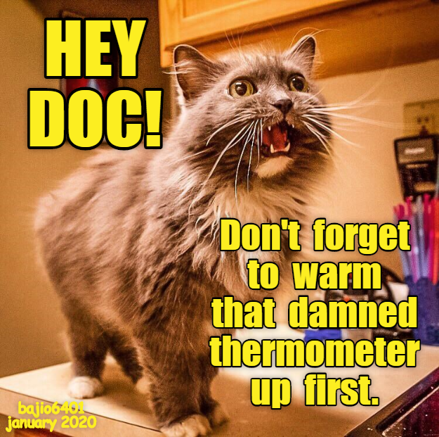 AT THE VET'S - Lolcats - lol | cat memes | funny cats | funny cat ...