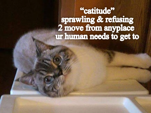 Catitude: Behaviors That Would Make Your Ancestors PROUD - Lolcats ...