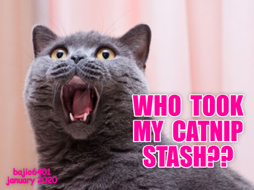 I NEED IT BACK, I'M JONESING REAL BAD - Lolcats - lol | cat memes ...