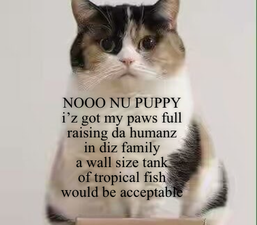 The Supreme Cat Has Ruled - Lolcats - lol | cat memes | funny cats ...