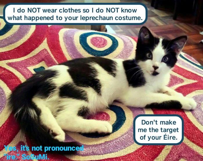 Target not acquired - Lolcats - lol | cat memes | funny cats | funny ...