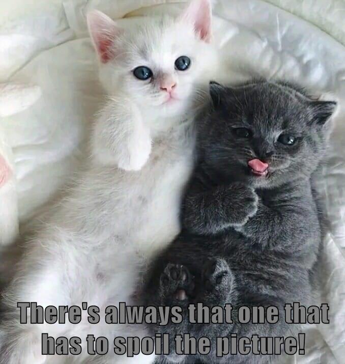 There's always that one - Lolcats - lol | cat memes | funny cats ...