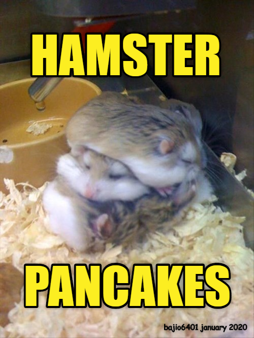 THEY SURE ARE STACKED - Animal Comedy - Animal Comedy, funny animals ...