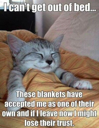 Excuses - Lolcats - lol | cat memes | funny cats | funny cat pictures ...