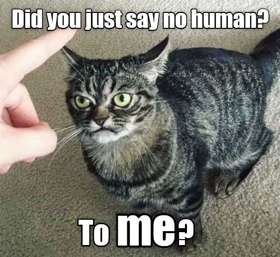 No? - Lolcats - lol | cat memes | funny cats | funny cat pictures with ...
