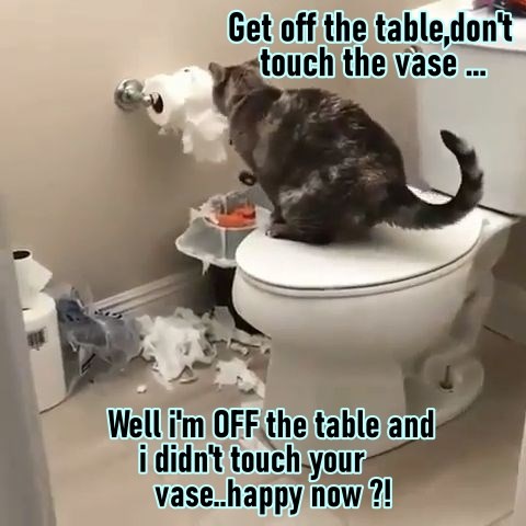 Happy now? - Lolcats - lol | cat memes | funny cats | funny cat ...