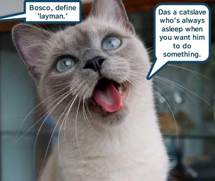 'Layman,' Bosco's daffynishun - Lolcats - lol | cat memes | funny cats ...