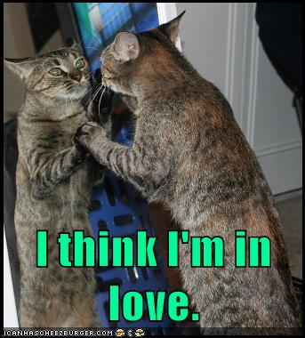 I think I'm in love. - Lolcats - lol | cat memes | funny cats | funny ...