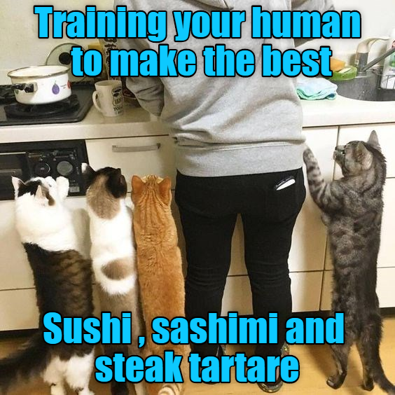 Culinary Institute for Crazy Cat Ladies - Lolcats - lol | cat memes ...