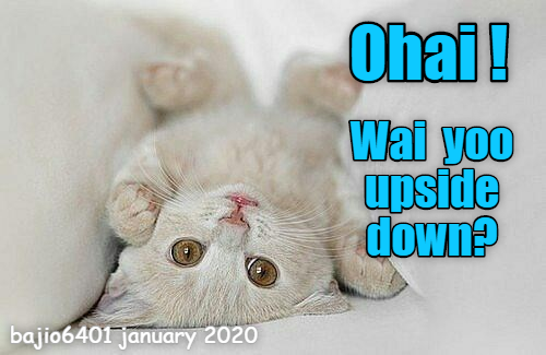 IT'S ALL PERSPECTIVE - Lolcats - lol | cat memes | funny cats | funny ...