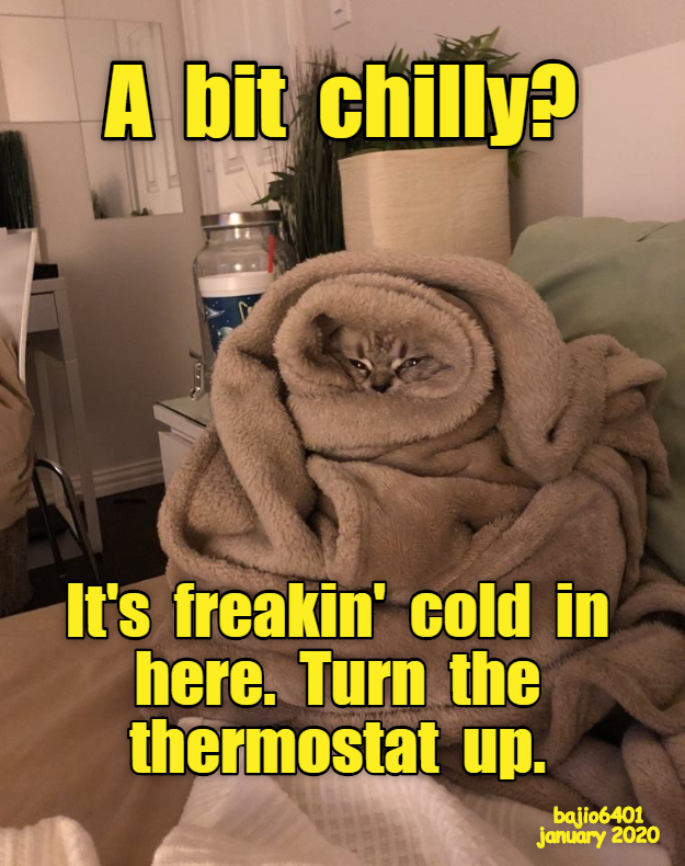 IT'S WARMER IN THE FREEZER - Lolcats - lol | cat memes | funny cats ...