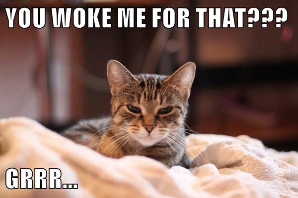 GRRR... - Lolcats - lol | cat memes | funny cats | funny cat pictures ...