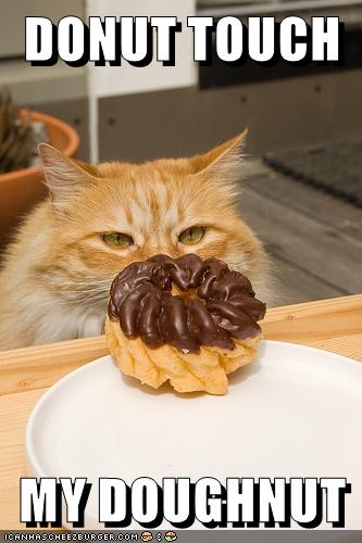 DONUT - Lolcats - lol | cat memes | funny cats | funny cat pictures ...