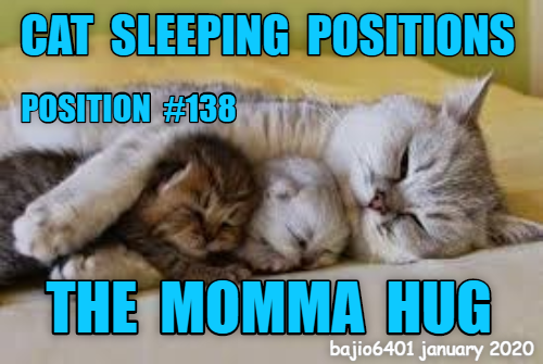 THE GUIDE TO CAT SLEEPING POSITIONS - Lolcats - lol | cat memes | funny ...