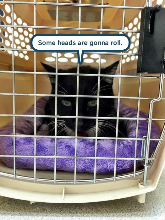 Justice will be served - Lolcats - lol | cat memes | funny cats | funny ...