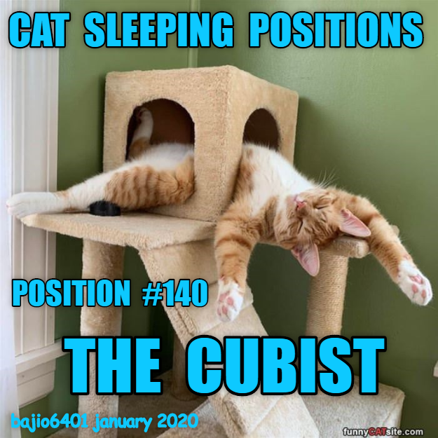 THE GUIDE TO CAT SLEEPING POSITIONS - Lolcats - lol | cat memes | funny ...