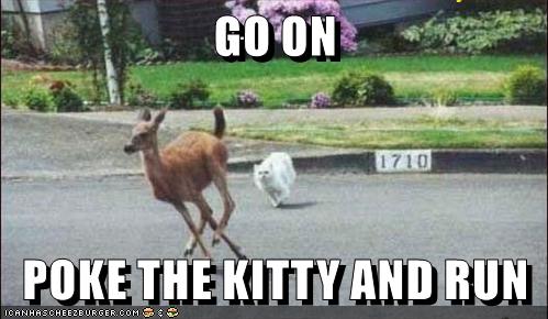 GO ON - Lolcats - lol | cat memes | funny cats | funny cat pictures ...