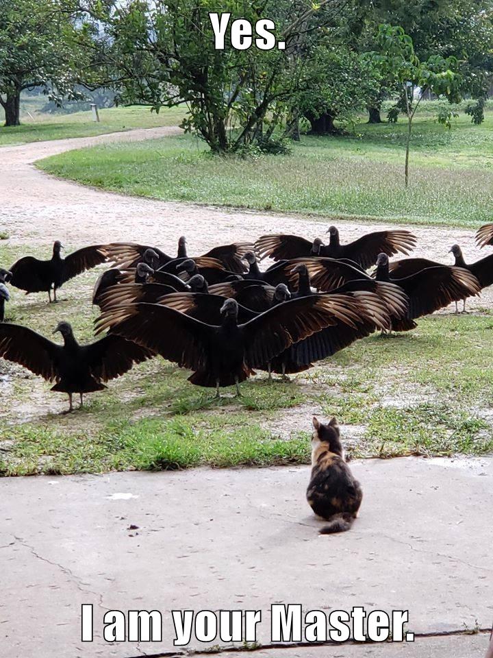 Yes. I am your Master. - Lolcats - lol | cat memes | funny cats | funny ...