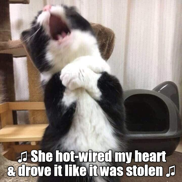 Country Music Cat pours his heart out - Lolcats - lol | cat memes ...