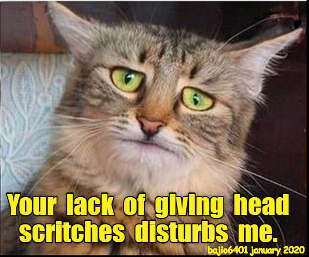 I'M DISTURBED - Lolcats - lol | cat memes | funny cats | funny cat ...