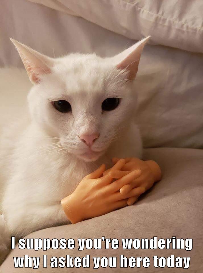 I Suppose You re Wondering Lolcats Lol Cat Memes Funny Cats 