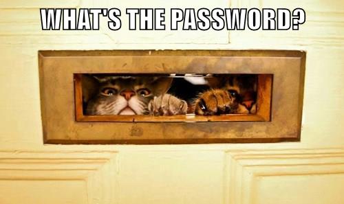 WHAT'S THE PASSWORD? - Lolcats - lol | cat memes | funny cats | funny ...