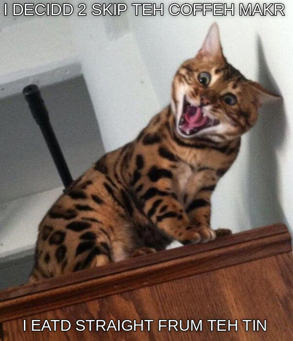 Now My Brain's In Fast Forward - Lolcats - lol | cat memes | funny cats ...