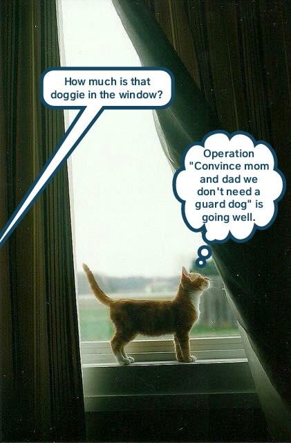 Meow, I mean woof - Lolcats - lol | cat memes | funny cats | funny cat ...