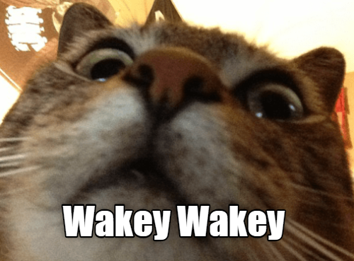 Alarm no has Snooze button - Lolcats - lol | cat memes | funny cats ...