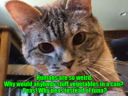 Peas!??! - Lolcats - lol | cat memes | funny cats | funny cat pictures ...
