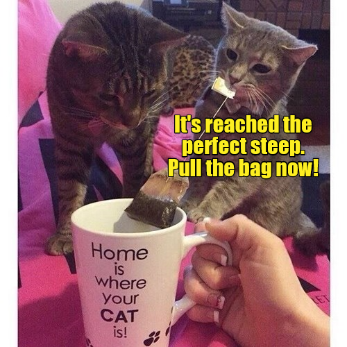 Making a GOOD cup of tea isn't easy. - Lolcats - lol | cat memes ...