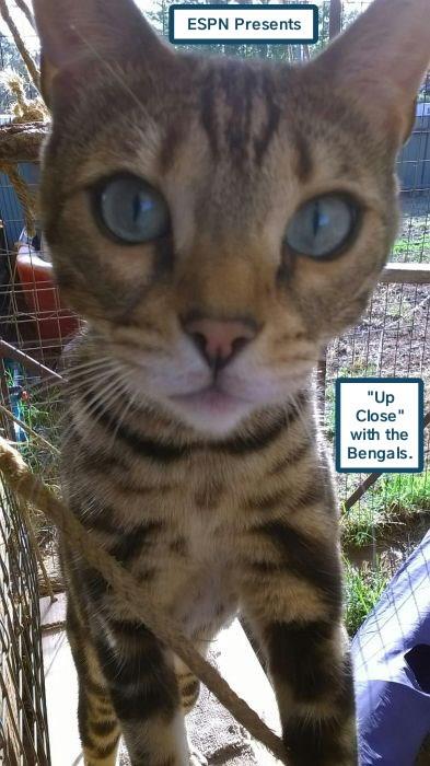 Old series returns - Lolcats - lol | cat memes | funny cats | funny cat ...