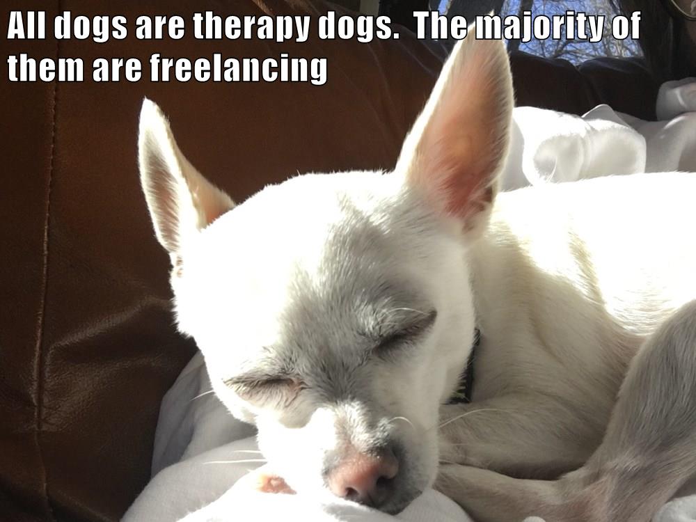 All dogs are therapy dogs. - I Has A Hotdog - Dog Pictures - Funny ...