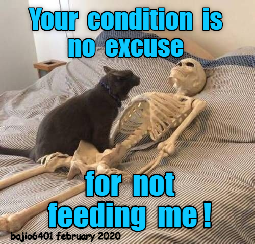 THERE IS NO EXCUSE GOOD ENOUGH - Lolcats - lol | cat memes | funny cats ...